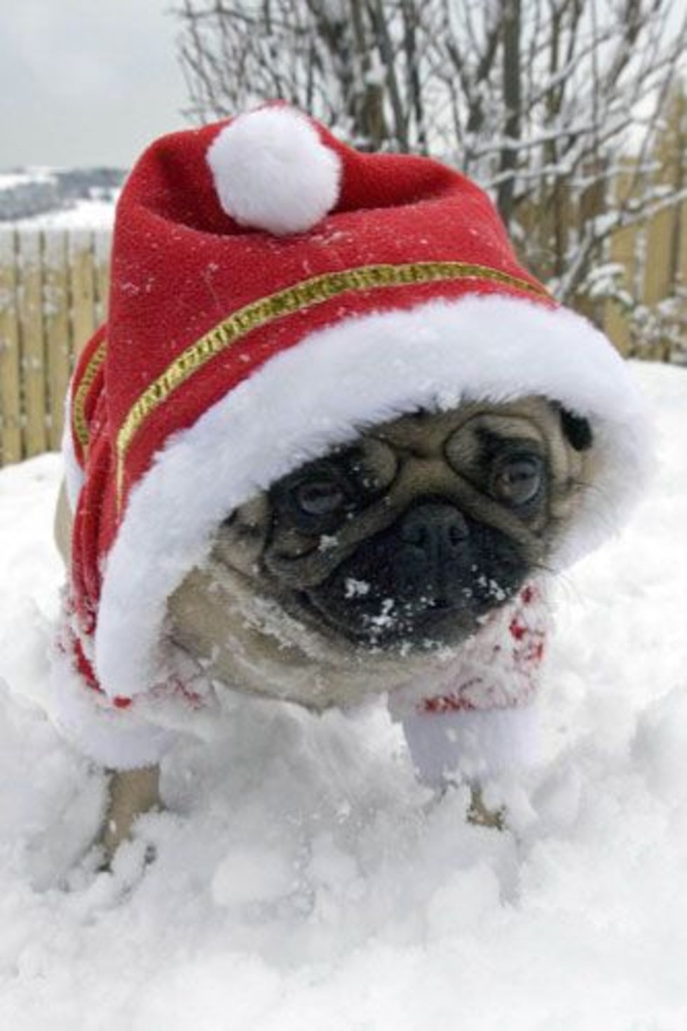 Top 20 Dogs Dressed As Santa | Stylist